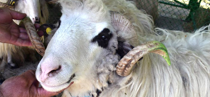 Sakar’s Indigenous Sheep: Gone in a Generation? | Konna Baza Sakar